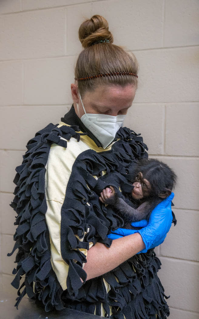 OKC ZOO CELEBRATES BIRTH OF ENDANGERED CHIMPANZEE