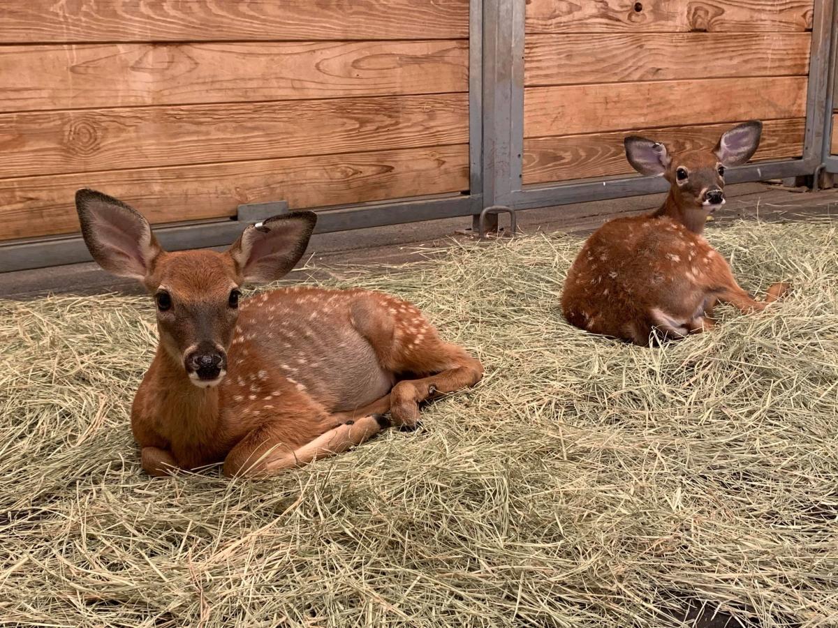 OKC ZOO HOSTS NAMING CONTEST FOR WHITE-TAILED DEER