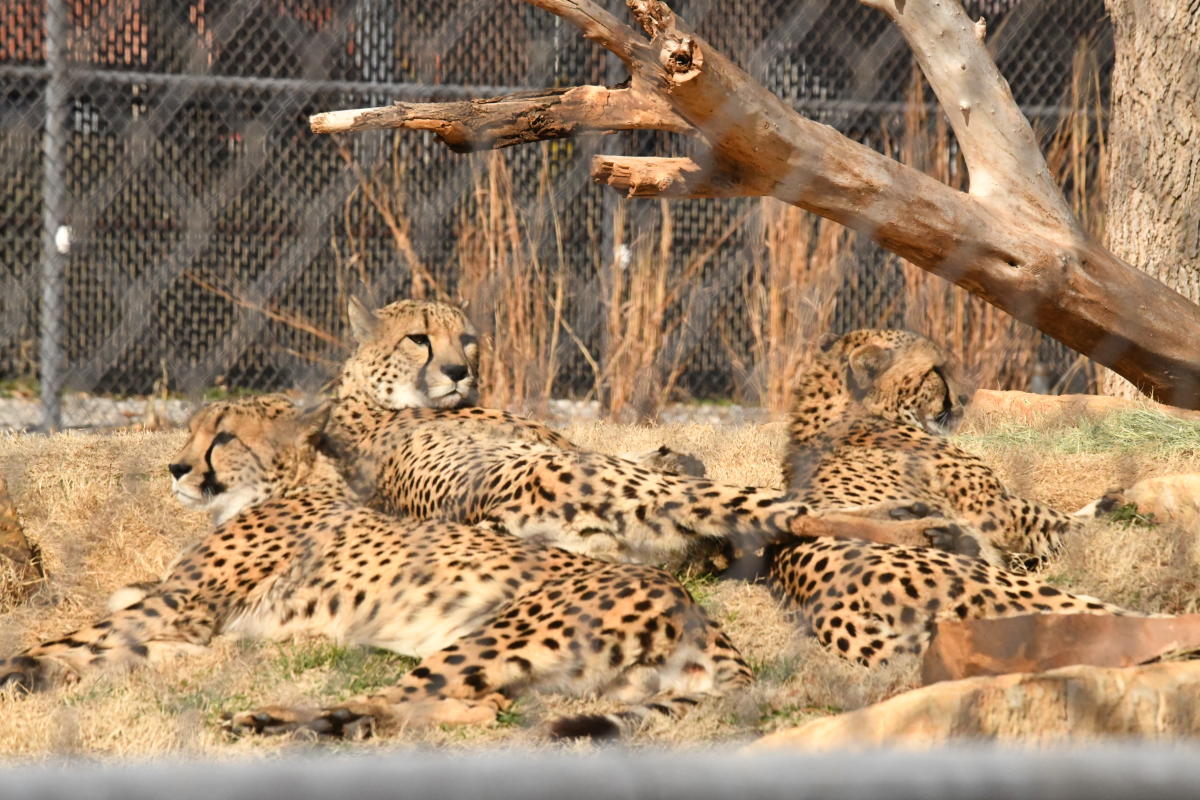 OKC ZOO WELCOMES THREE MALE CHEETAHS TO ITS ANIMAL FAMILY