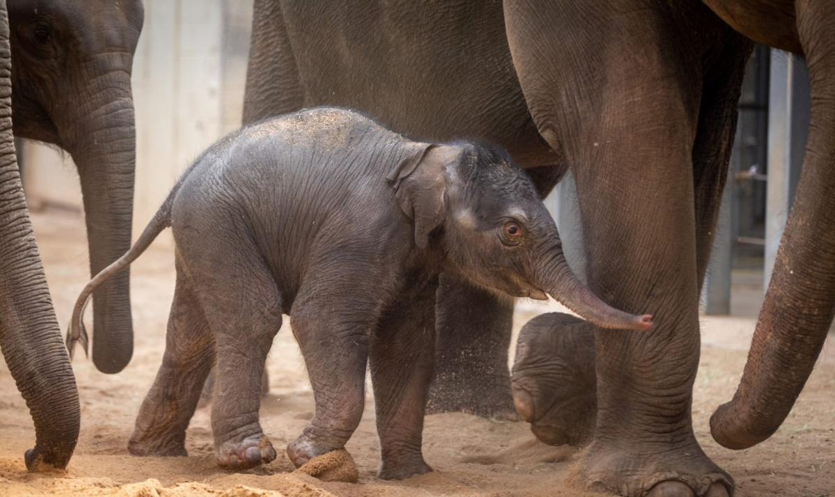 OKC ZOO Celebrates Birth of Endangered Asian Elephant Calf