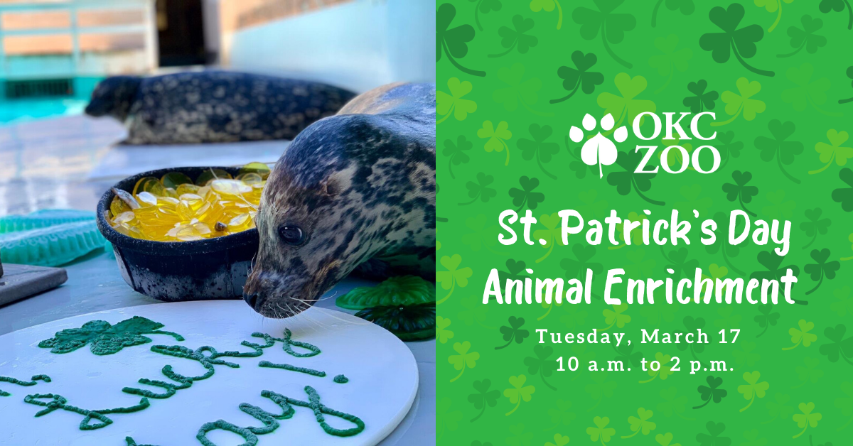 OKC ZOO HOSTS ST. PATRICK’S DAY-THEMED ANIMAL ENRICHMENT EVENT