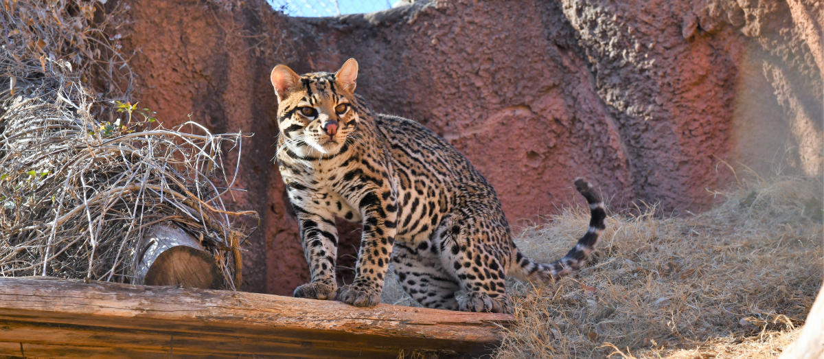 pet ocelot