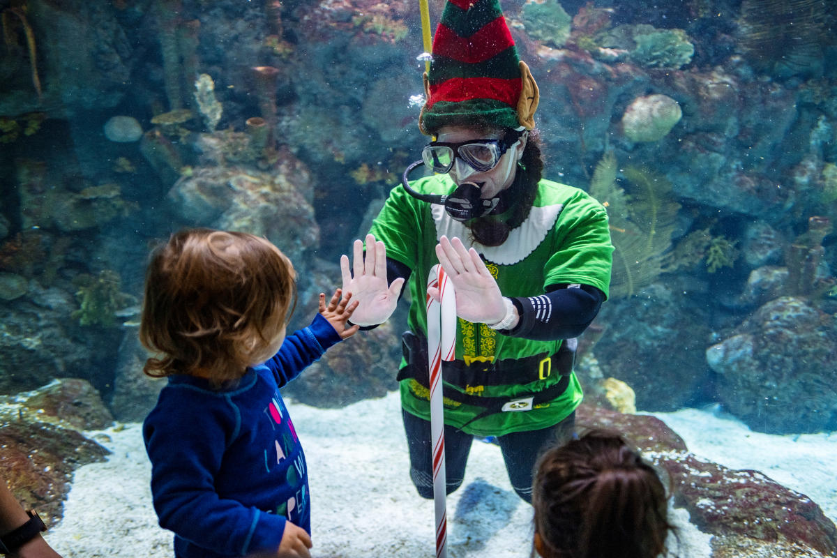 Holiday | Omaha Elves