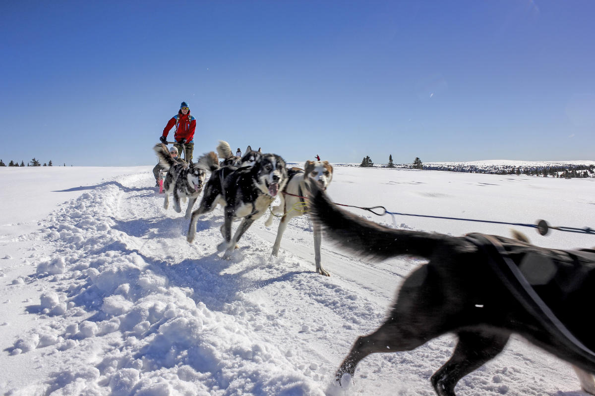 Dog sledding and horseback riding | Summer and winter