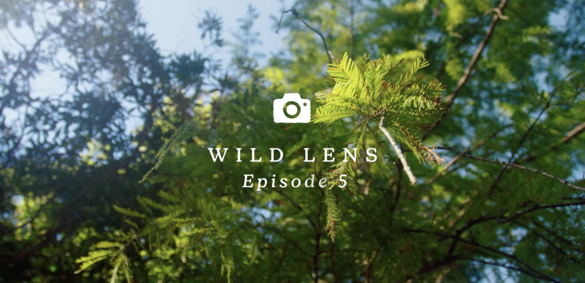 Episode 5 - Wild Lens