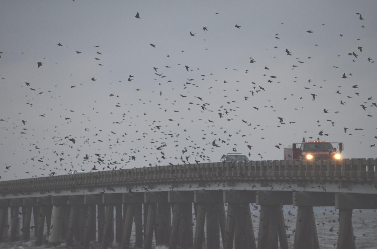 Purple Martins & The History Of Their Annual Migration