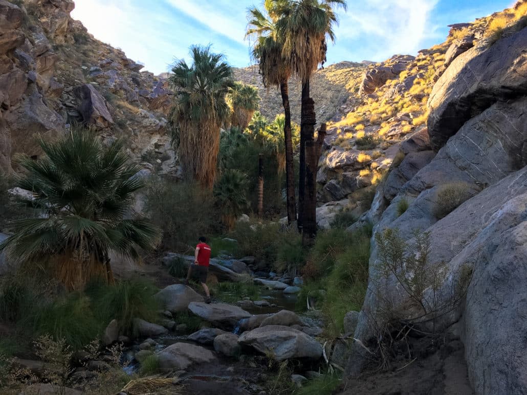 Explore the Coffman Trail in Murray Canyon: A Scenic Palm Springs Hike