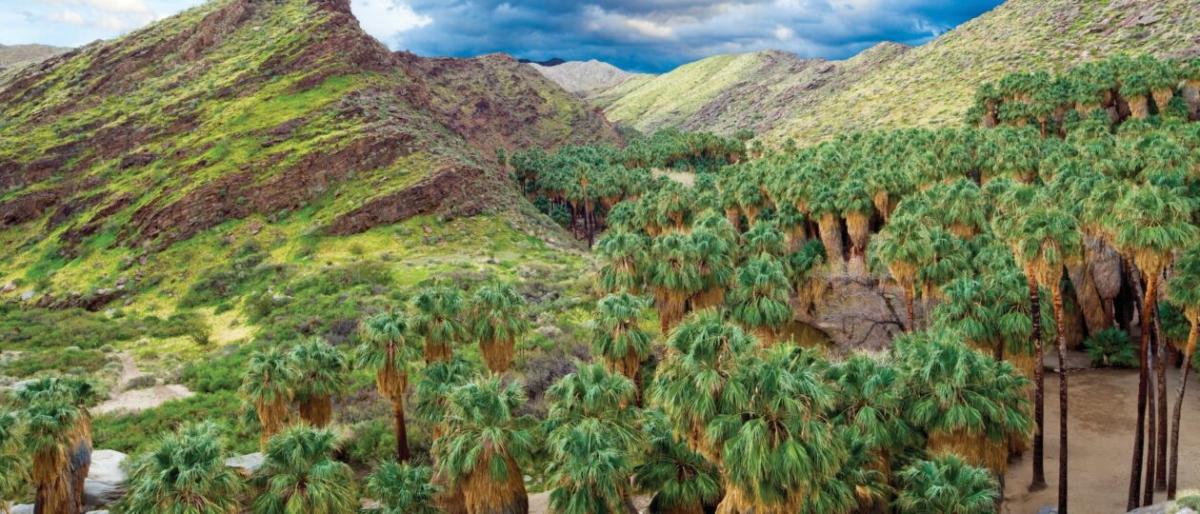 Indian Canyons Hiking Trails in Palm Springs | Scenic Outdoor Adventures
