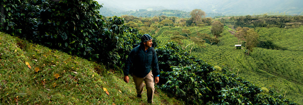 Fincas Cafeteras en Boquete: Descubre los Secretos del Café de Altura