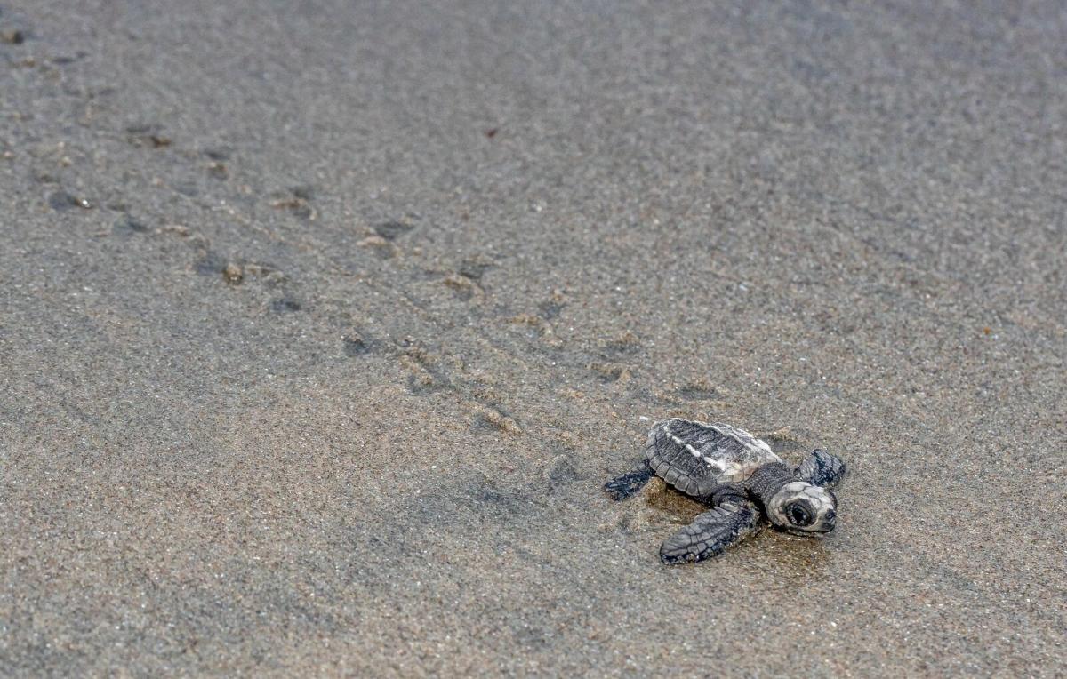 Sea Turtle Sanctuary: Visit Pedasi & Tonosi