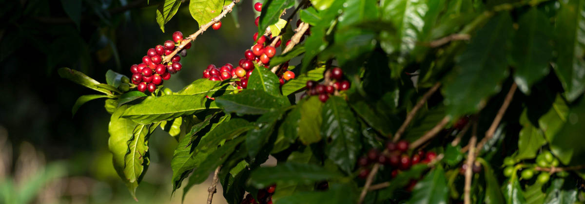Los Mejores Cafetales en Tierras Altas: Tours, Degustaciones y más