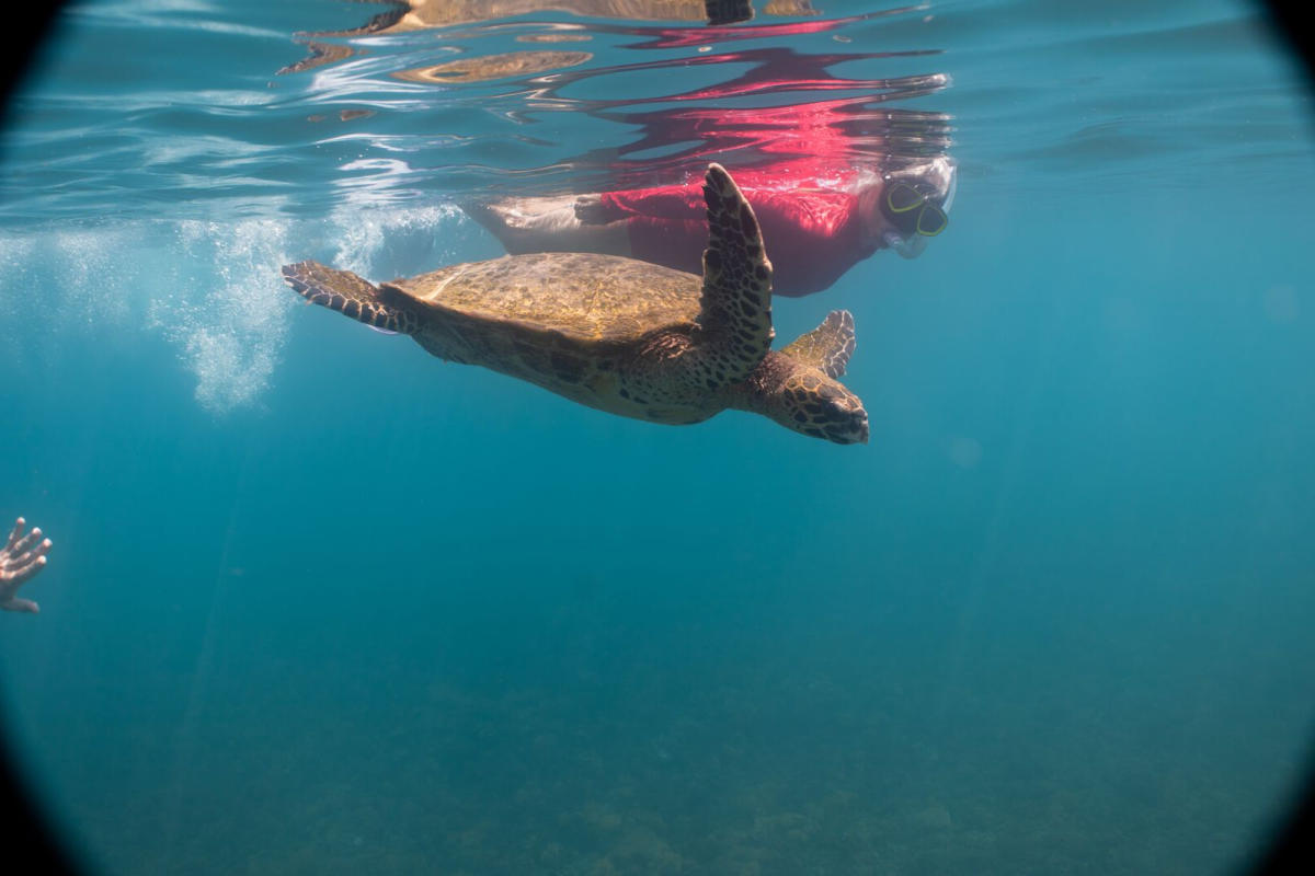 Tortugas Marinas en Panamá | Santuarios y sitios de conservación