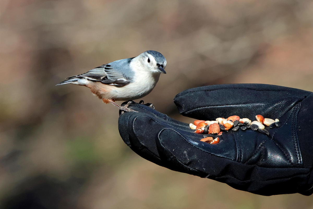 20 Best Bird Watching Spots | Pennsylvania
