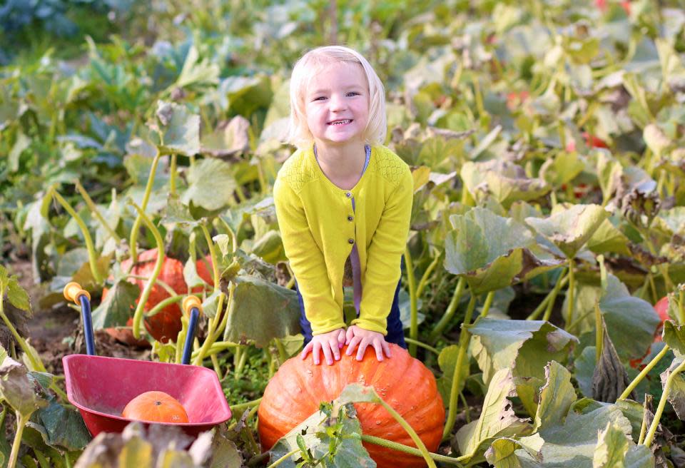 Pickin' Pumpkins