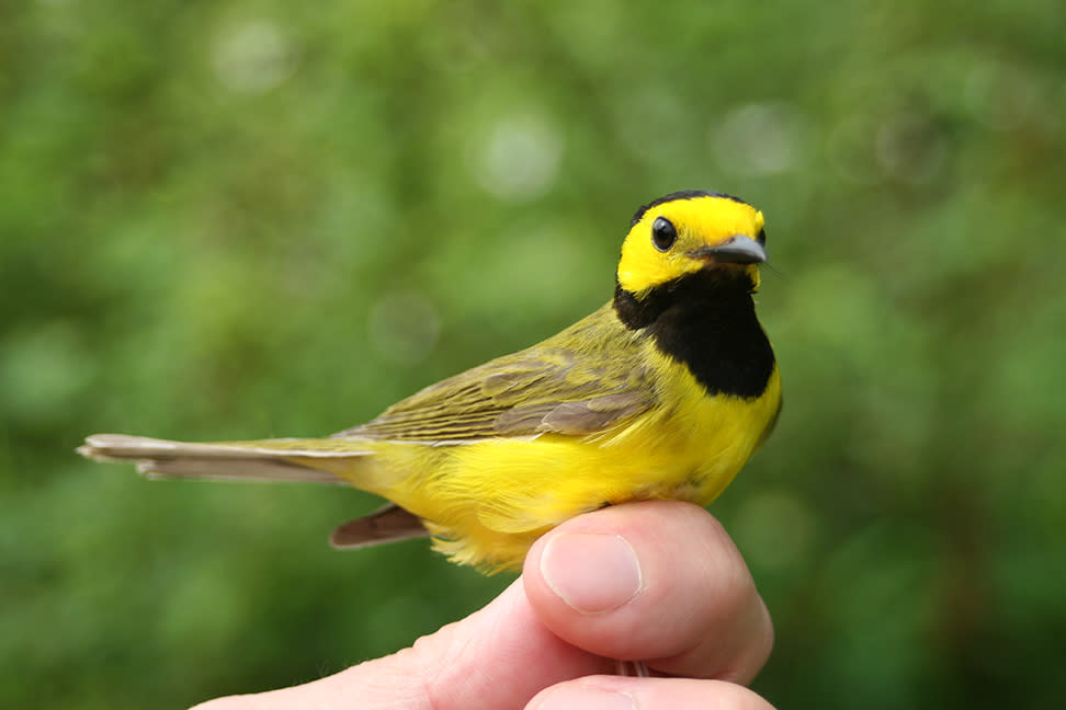 Bird Watching in Pennsylvania