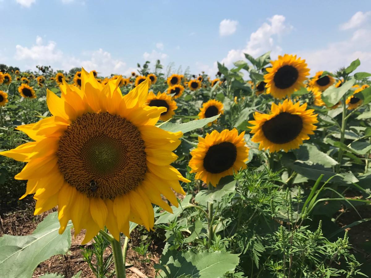 Picture-Perfect Pennsylvania Sunflower Fields | Summer Fun
