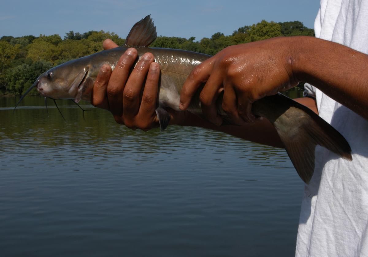 Catfish, Musky & Walleye Fishing in Pennsylvania
