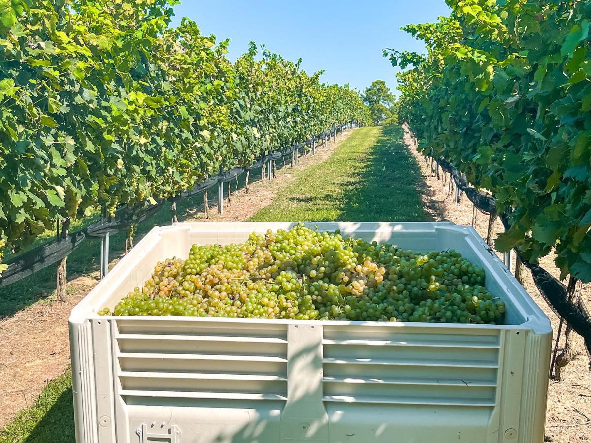 Celebrating Local Wine Production