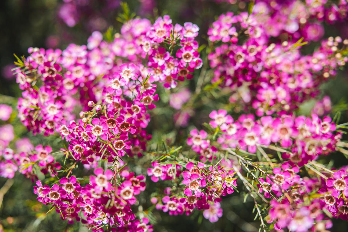 Epic 7 Day WA Wildflowers Self-Drive Road Trip From Perth