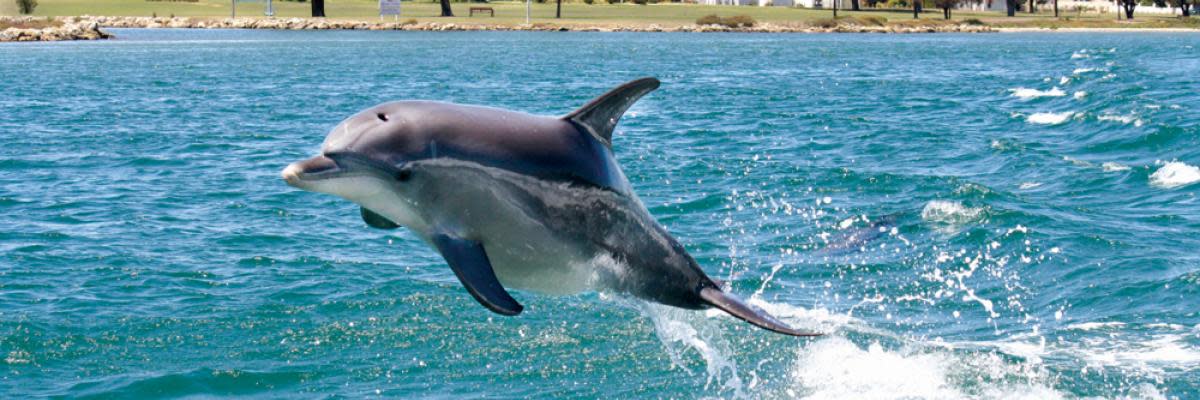 Best places to spot dolphins in Perth | Destination Perth