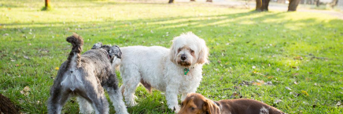 Dog-Friendly Perth Day Trips