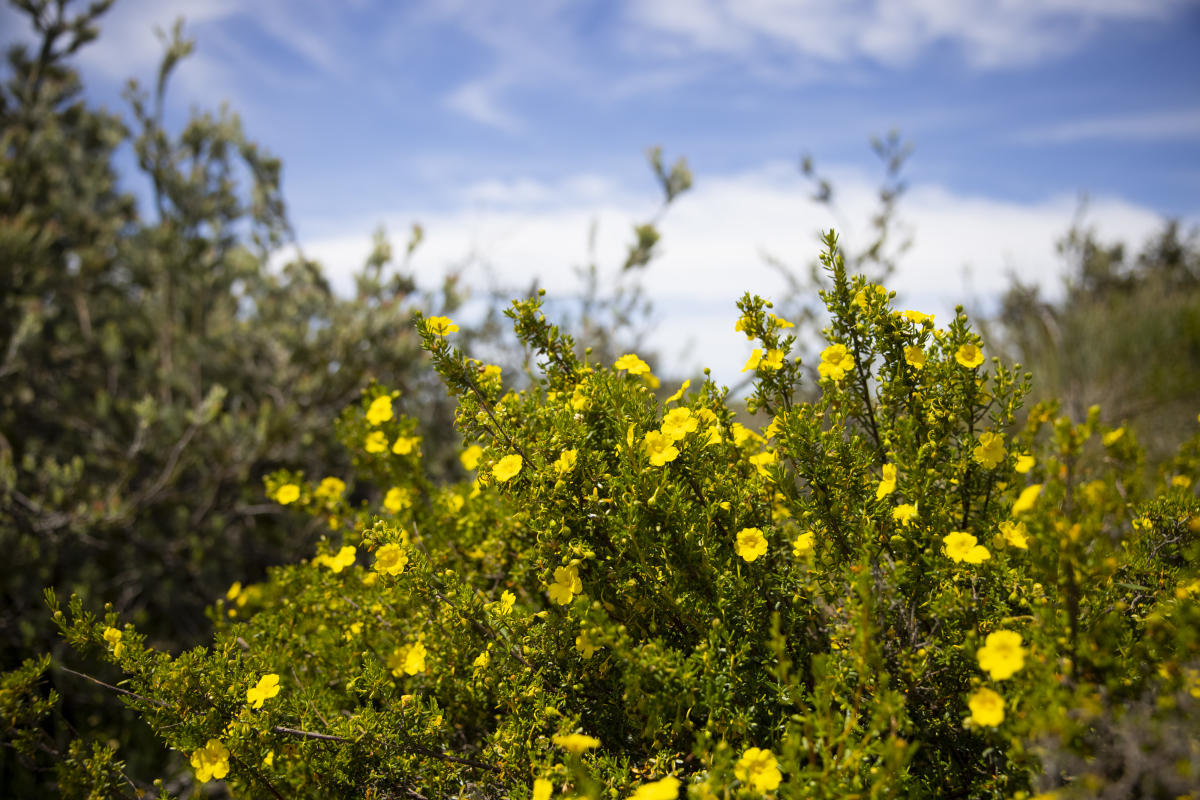 Swan Valley Wildflower Trails | Destination Perth