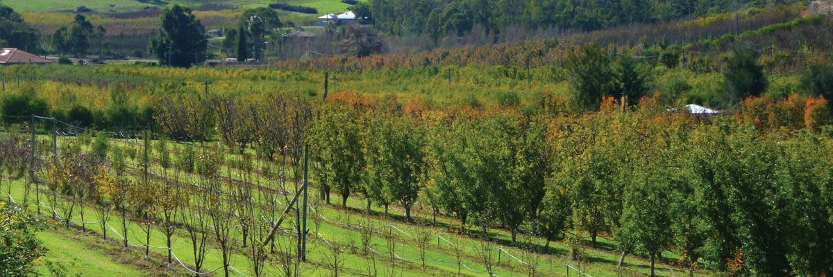 Your Guide To Autumn In Perth