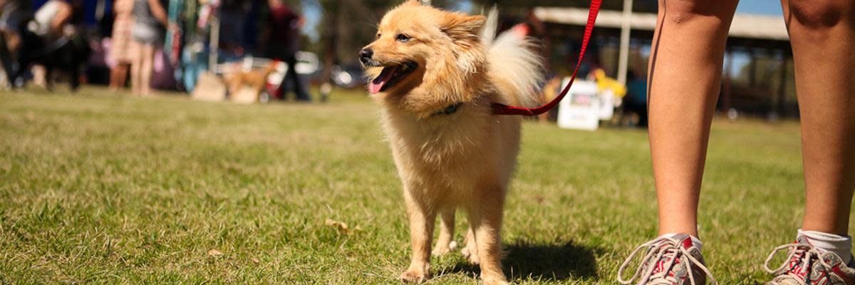 Top Spots To Enjoy With Your Dog