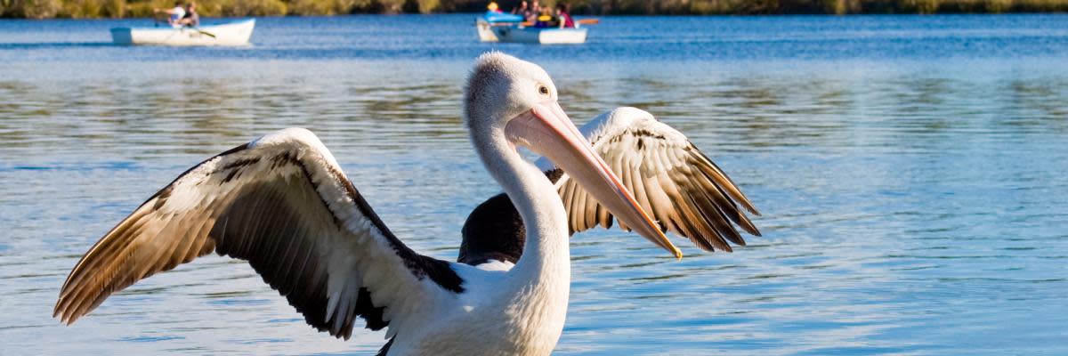 Perth's Birds and Where To Find Them