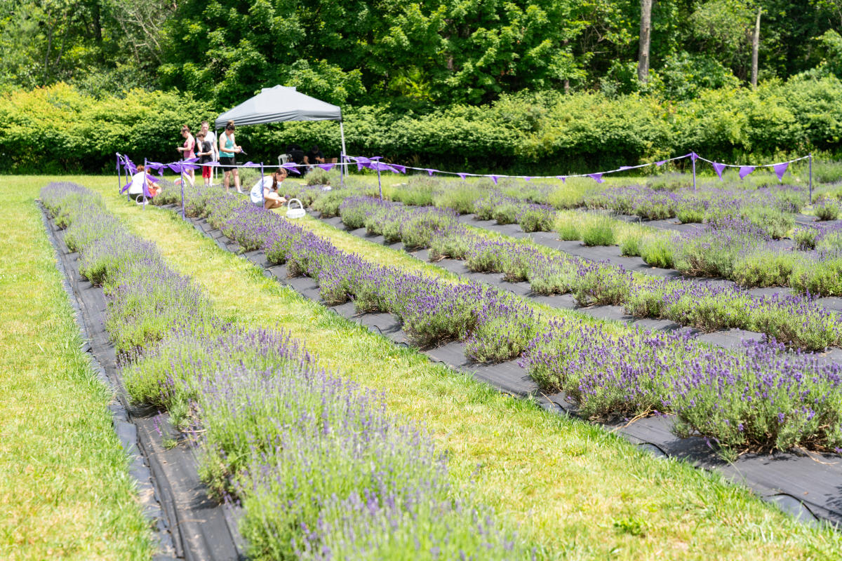 Pocono Farmers Market | Fresh Produce & Local Flavors