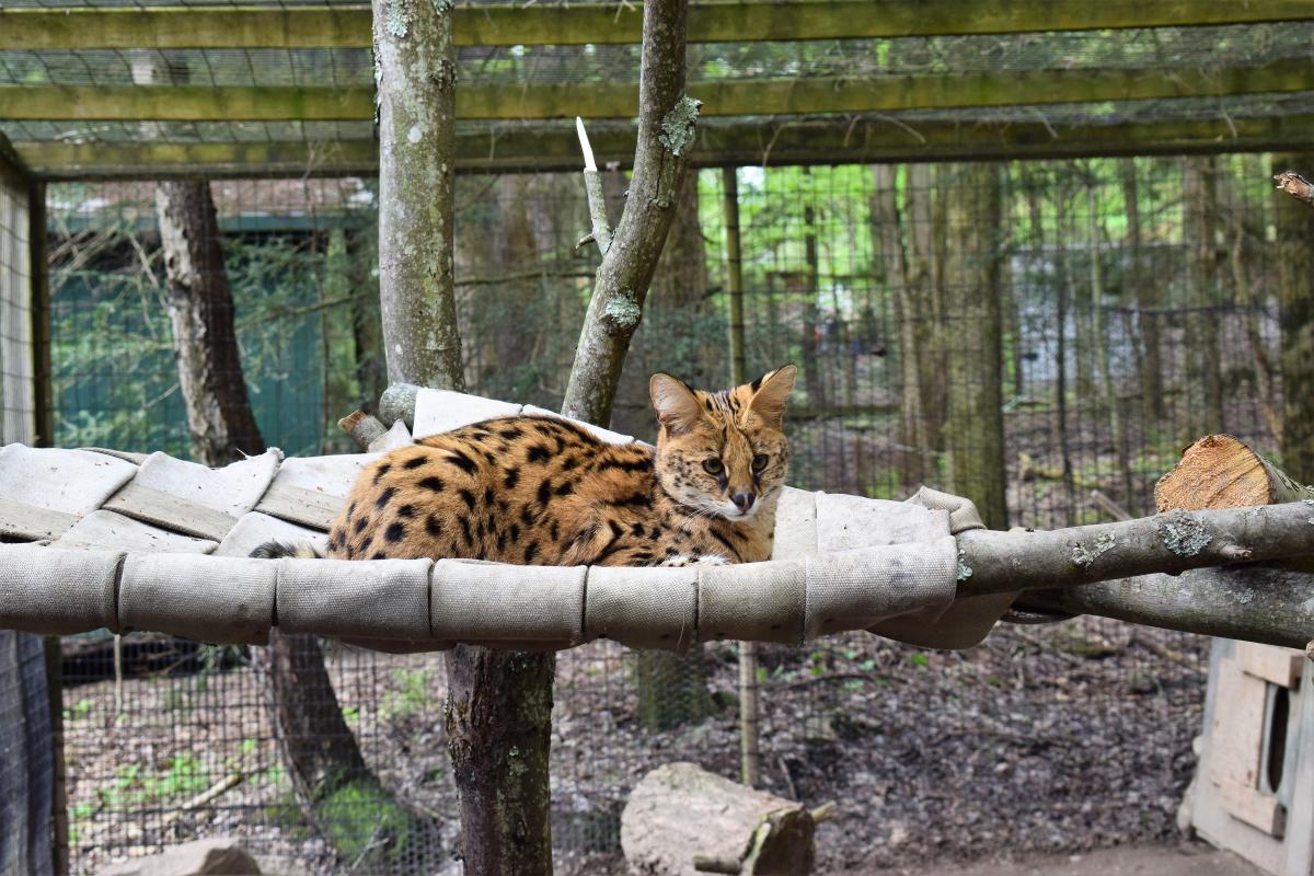 Zoos & Animal Parks in the Pocono Mountains | Exotic Animals