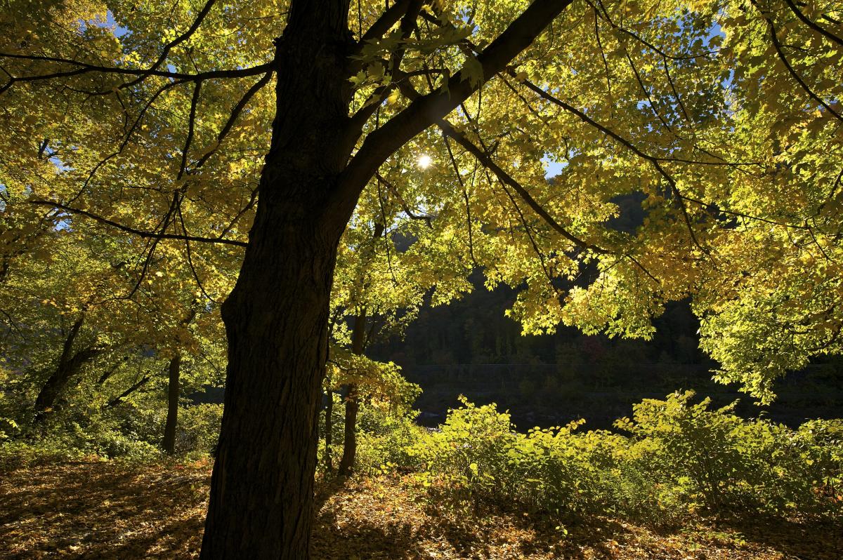 Leaf Peeping FAQ | Pocono Mountains Fall Foliage Info