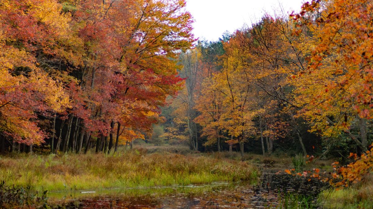 Complete Guide to Promised Land State Park in Pennsylvania