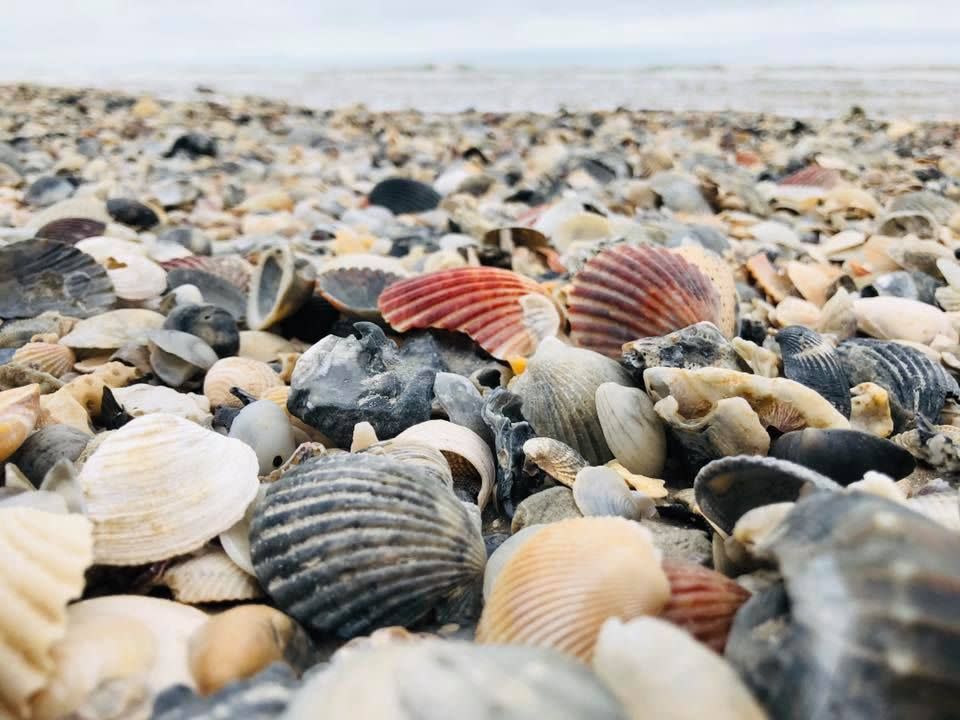 sandspur beach shells