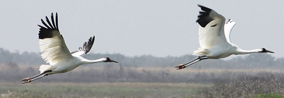 whooping crane hotline