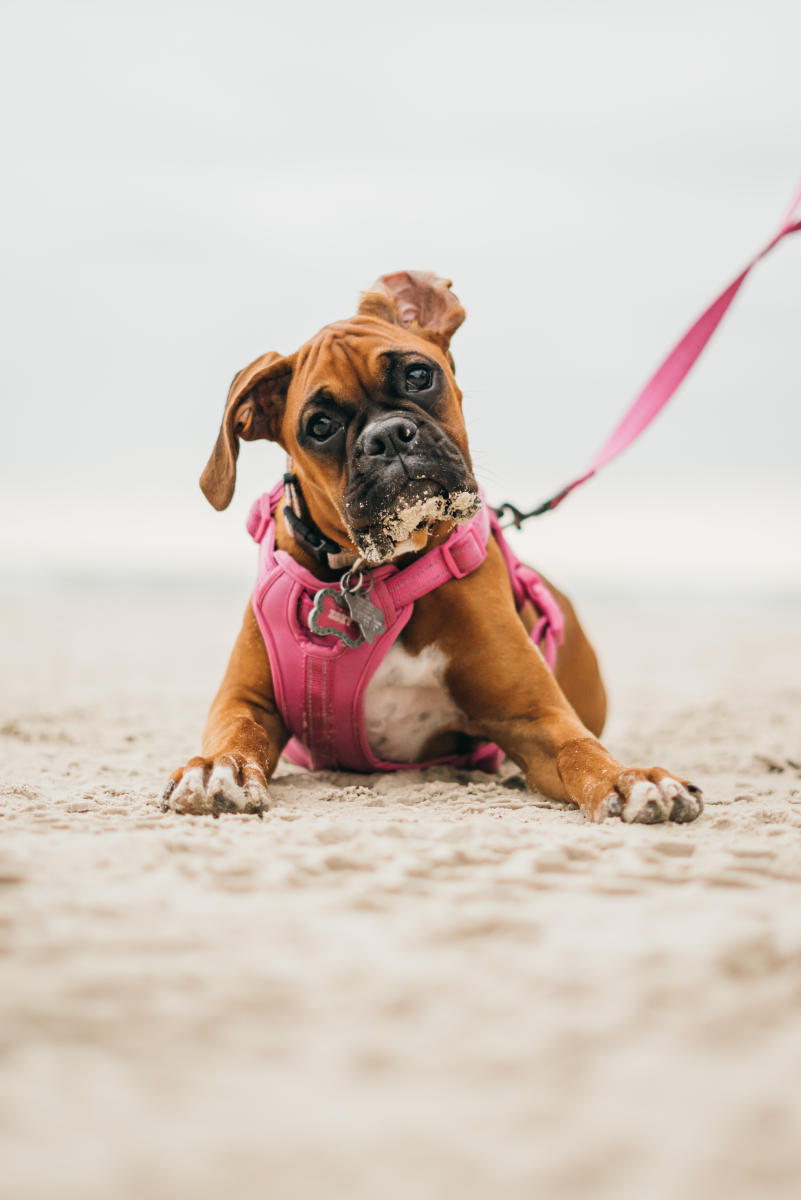 Bring Your Dog to Texas SandFest | Tips for Pets