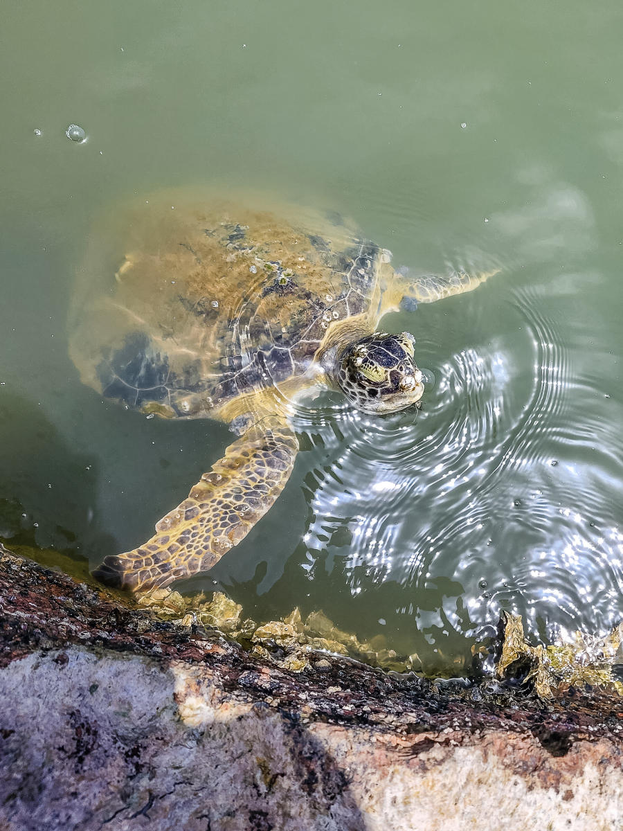 Sea Turtle Species in Port Aransas, Texas | World Sea Turtle Day