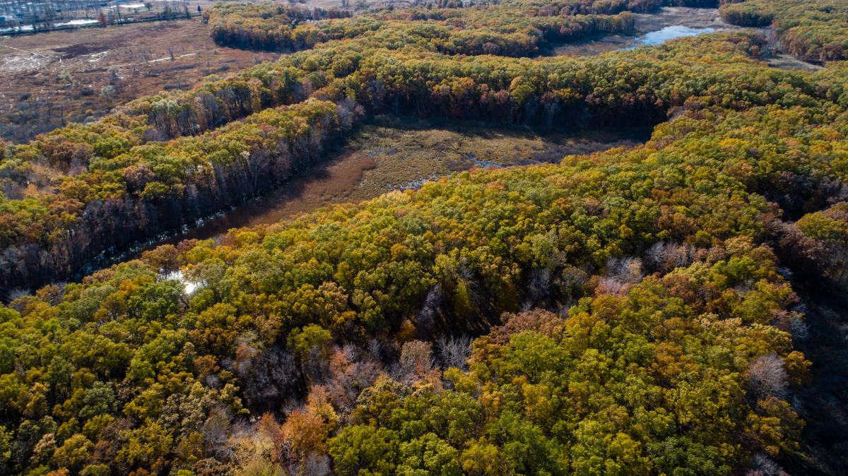 Waking at Cowles Bog | Indiana Dunes