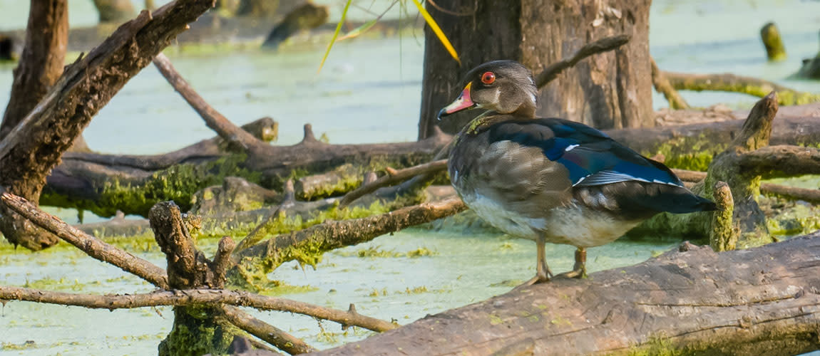 Discover Great Marsh Trail | Indiana Dunes