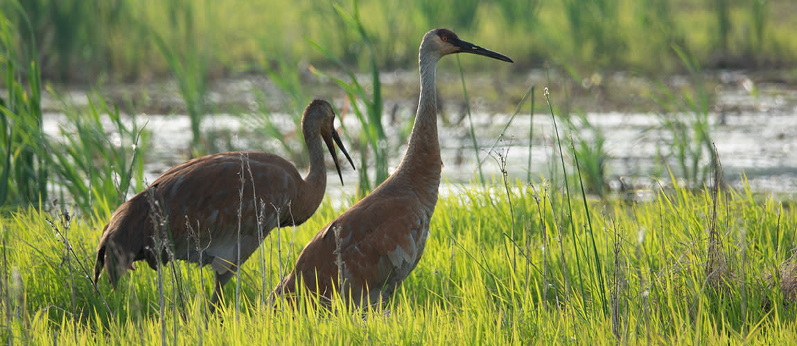 Discover Cowles Bog | Indiana Dunes