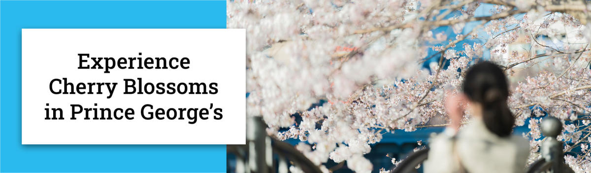 Cherry Blossoms in PG County | Restaurants, Trails & Festivals