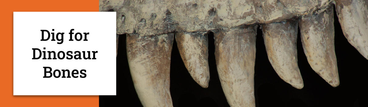 Dig for Dinosaur Bones in PG County | Dinosaur Park