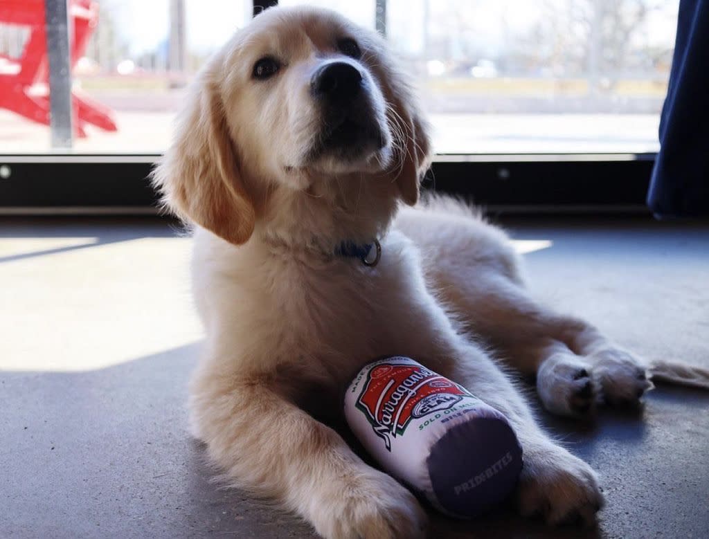 Dog-Friendly Guide to Providence, RI | Things To Do & Places To Stay