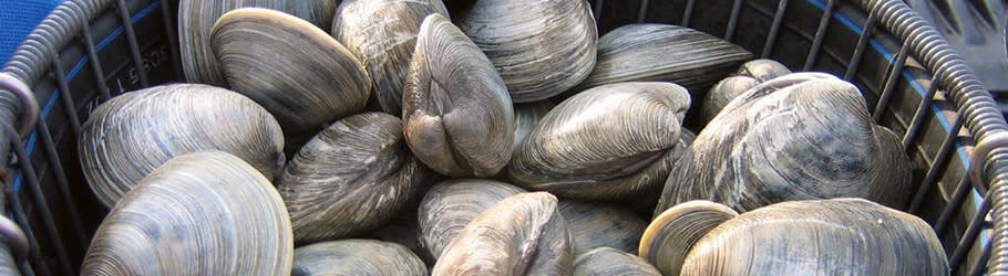 Don't Miss Quahog Week