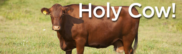 Holy Cow!