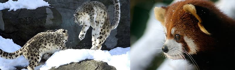 Caring for Animals in Extreme Winter Conditions