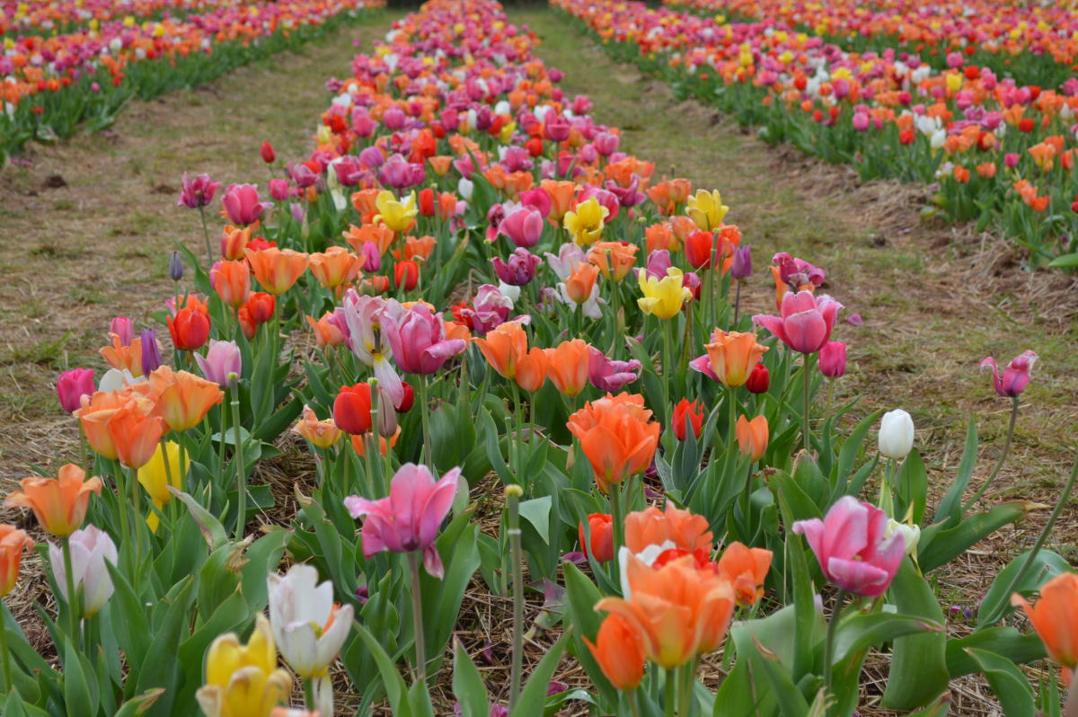 FLOWER FESTIVALS & SPRING EVENTS| Find things to do this April