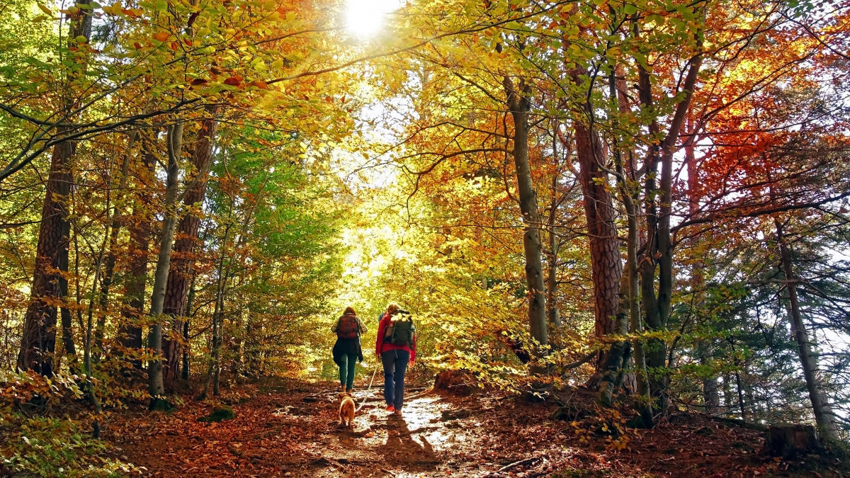 Experience Fall Foliage in Northern Virginia