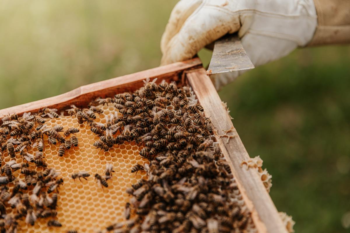 Celebrate World Bee Day With These Hands-on Activities in Raleigh, N.C.