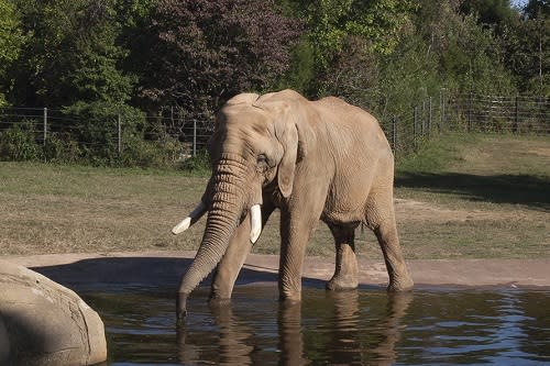 North Carolina Zoo Achieves Goal of Forming Five Elephant Herd to ...